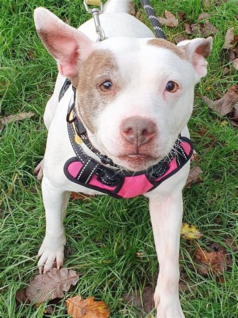 Snoopy Senior Staffy Club Adopt Now