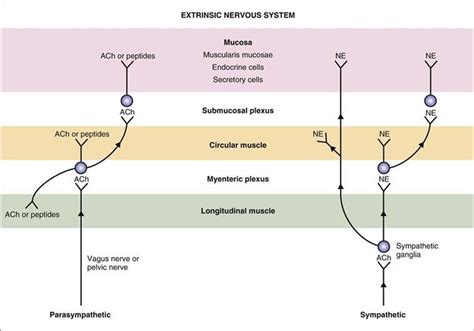 Intrinsic Enteric Plexus