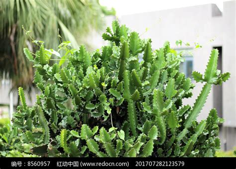 玉牛掌 高清图片下载 红动中国