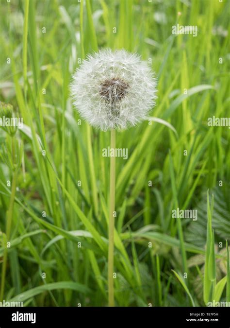 Solitary Dandelion Taraxacum Officinale Puff Ball Seed Head Clock