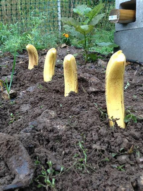 How To Start Growing A Banana Tree F