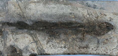 Xenacanthus Shark Fossil