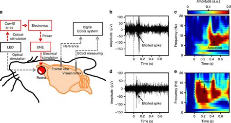 Retinal Stimulation By The Soft Optoelectronic Device A Schematic Download Scientific Diagram