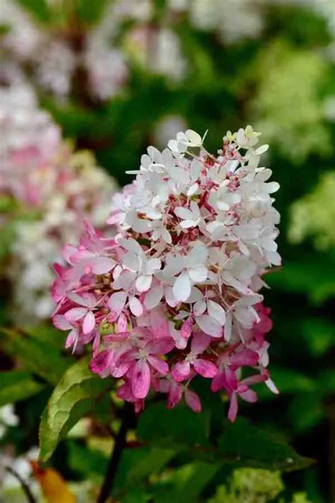 The Best Hydrangeas For Shade 6 Stellar Choices Hydrangea Love