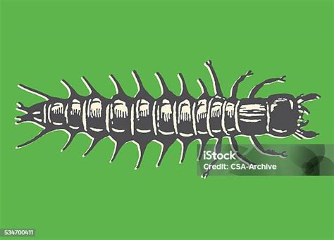 Lipan Ilustrasi Stok Unduh Gambar Sekarang Kelabang Serangga 2015 Istock