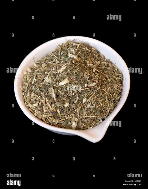 Echinacea Purpurea A Medicinal Herb Used As An Alternative Medical