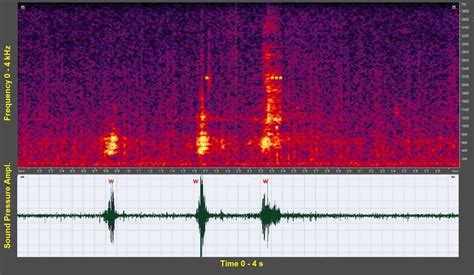 Spectrogram And Time Display Of Three Woop Signals W2 1 W2 3 Time