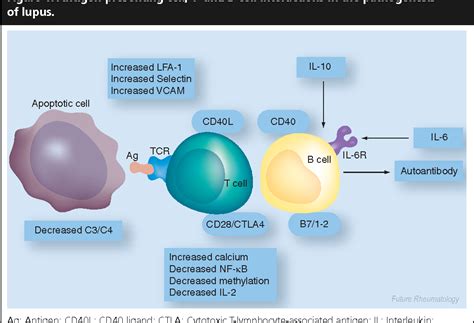 Figure 1 From Immunopathogenesis Of Systemic Lupus Erythematosus
