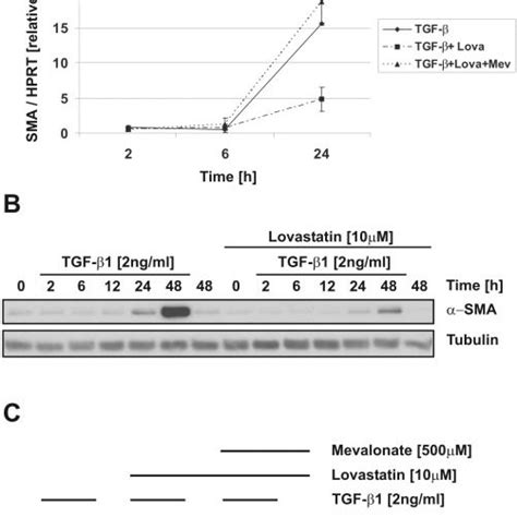Effect Of Lovastatin And Mevalonate On Tgf Induced Sma Expression
