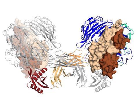Dutch Structural Biology Platform Nvbmb