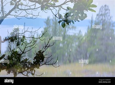 Abstract Tree Layers Foreground Of Sharp Tree Leaves And Branches Against Background Of