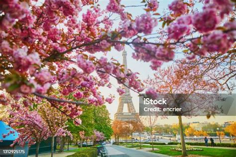 파리에서 만개한 벚꽃나무가 있는 에펠탑의 경치 파리 일 드 프랑스에 대한 스톡 사진 및 기타 이미지 파리 일 드 프랑스 봄