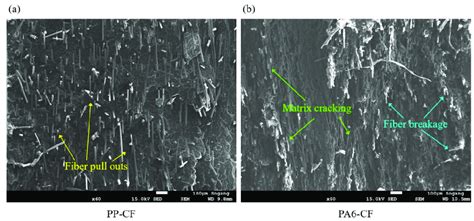Sem Images On Fracture Cross Sectional Surface Of A Pp Cf And B Pa6