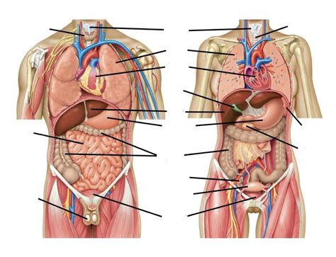 Abdominal And Reproductive Organs Diagram Quizlet
