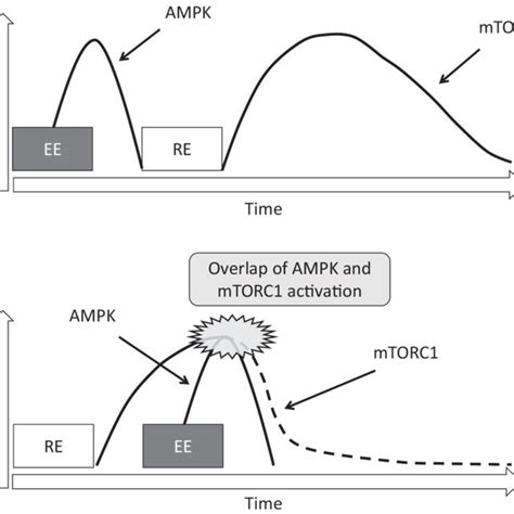 Schematic Model Of Signaling Events In Response To Concurrent Exercise