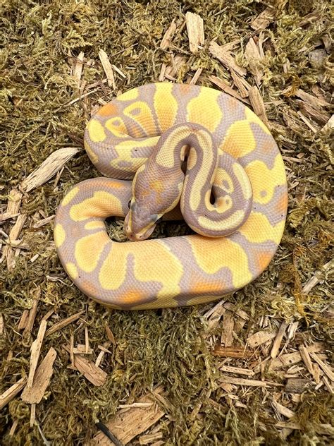 Banana Ball Python By Prehistoric Pets Morphmarket