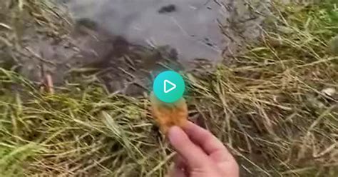 Chicky Nuggies Album On Imgur Chicky Nuggies Album On Imgur