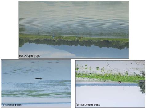 Overview Of The Macrophytes Growing Along The Three Freshwater Lake Download Scientific Diagram