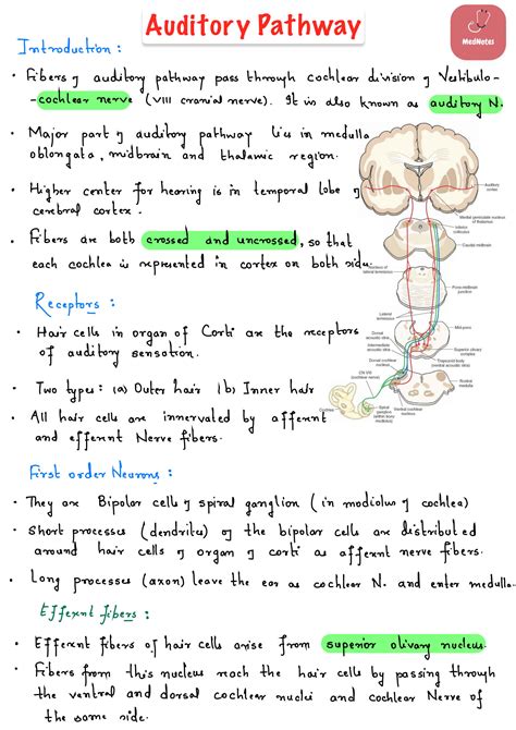 Solution 6 Auditory Pathway Studypool