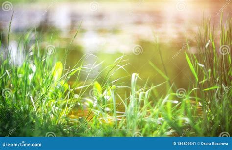 Green Grass On A Blurred Beautiful Natural Background Abstract Wallpaper Background Stock Image