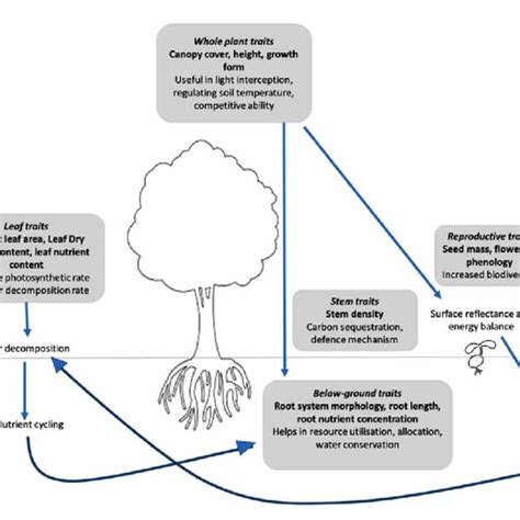 PDF Plant Functional Traits In Tropical Dry Forests A Review