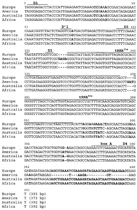 Alignment Of The Consensus Sequences Obtained For Cylindrospermopsis