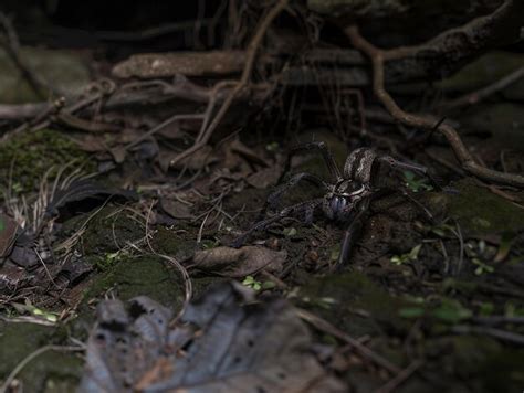 Page 15 Ayahuasca Root Images Free Download On Freepik