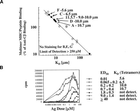 Correlation Between Tetramer Staining And Tcr Affinity A Swm Download Scientific Diagram