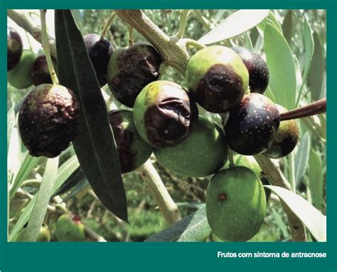 Leaf And Fruit Diseases In Olive Cultivation Revista Cultivar