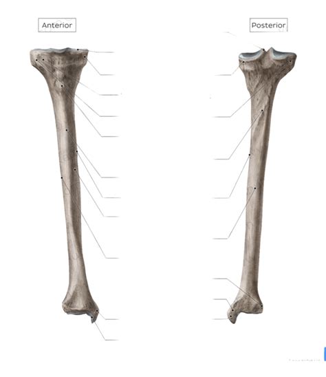 Diagram Of Bony Features Of The Tibia Quizlet