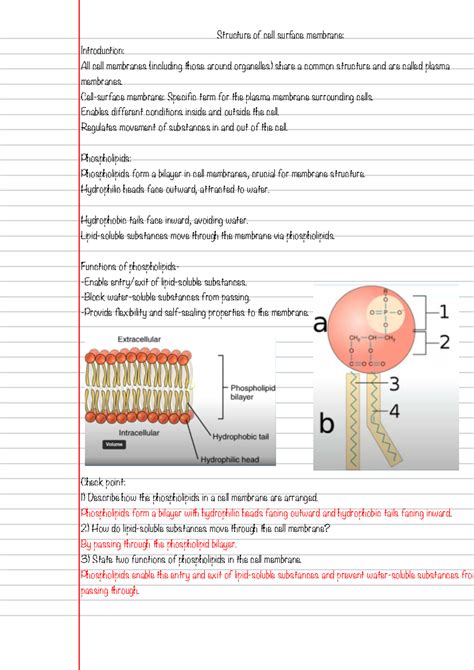 Structure Of The Cell Surface Membrane Structure Of Cell Surface Membrane Introduction All