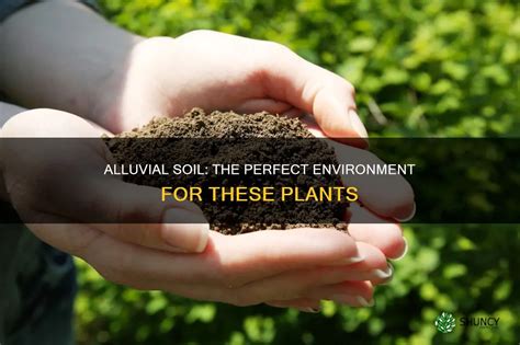 Alluvial Soil The Perfect Environment For These Plants Shuncy