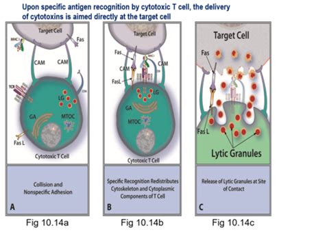 Lec T Cell Mediated Immunity The Properties And Functions Of Effector T Cells Flashcards