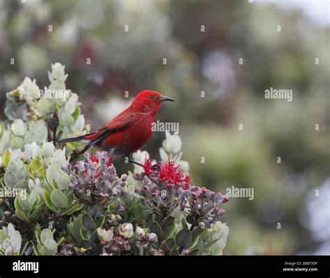 Apapane Himatione Sanguinea Sanguinea Hawaiian Honeycreeper Stock