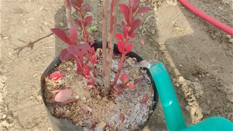 Посадка голубики, 1-часть. Высаживаем плодоносящие кусты голубики ...