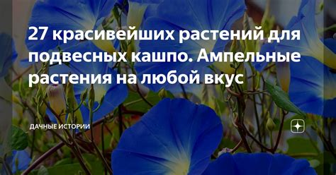 27 красивейших растений для подвесных кашпо Ампельные растения на любой вкус Дачные истории