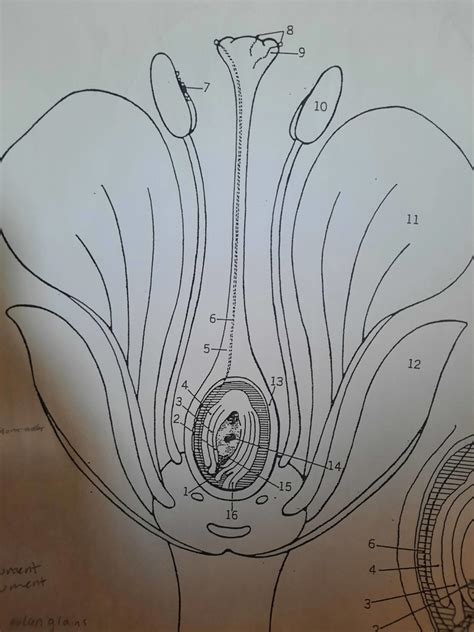 Angiosperm Flower Diagram Diagram Quizlet