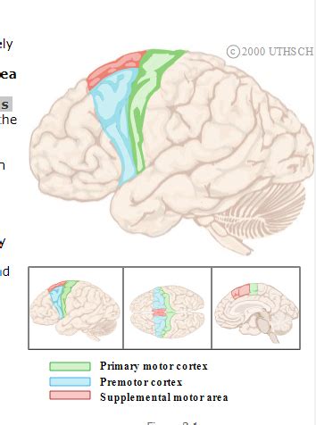 Motor Systems I And II Flashcards Quizlet