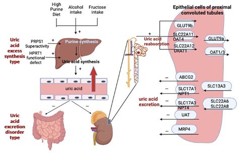 Uric Acid Pathway