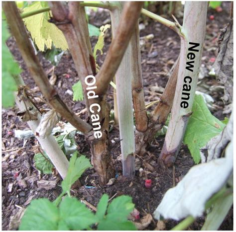 The Ultimate Guide To Pruning Raspberries [alberta]