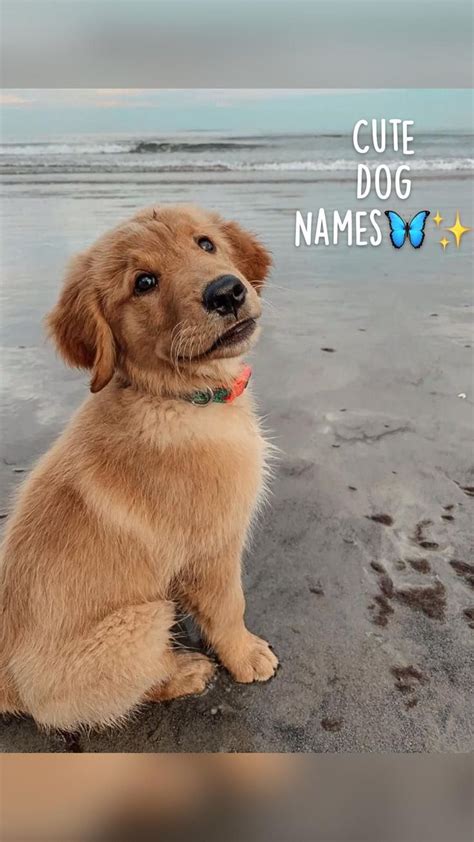 Cavapoo Vs Cockapoo Ultimate Breed Comparison Guide Artofit