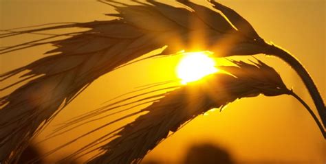 АРЕНДУВАНЕ НА ЗЕМЯ