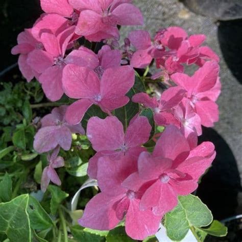 Hydrangea Macrophylla Page 2