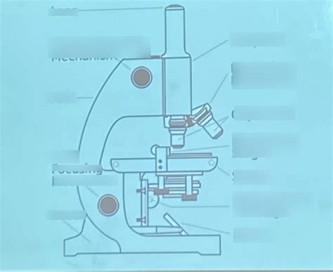 Biological Drawings Microscopes And Lab Safety Diagram Quizlet
