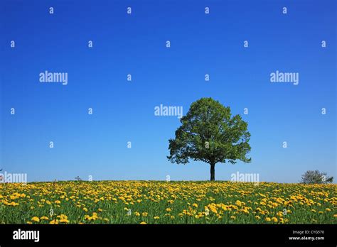 Single Tree Hi Res Stock Photography And Images Alamy
