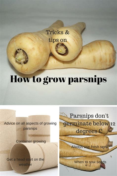How To Grow Parsnips Growing Guides Growing Parsnips Vegetable Planting Guide Parsnips