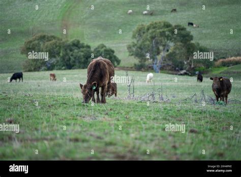 Sustainable Agriculture Practices Enhancing Ecosystems Livelihoods