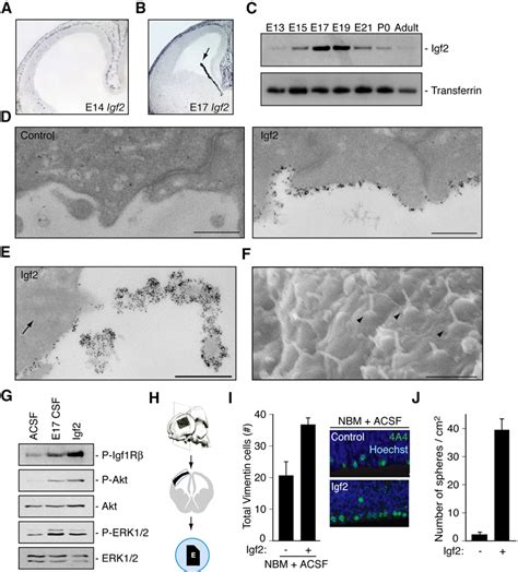 Apical Complex Semantic Scholar