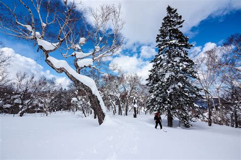 Sapporo Hokkaido Japan Winter Snow Trees Spruce Hd Wallpaper Rare Gallery