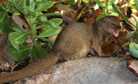 Nz Tech Killing Mongooses In Hawaii Rnz
